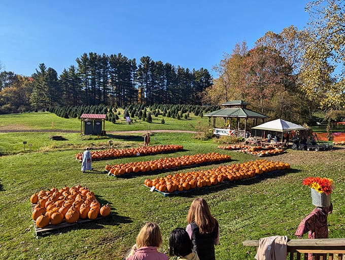 Heritage Farms Harvest: Rows of plump pumpkins await fall visitors, a colorful testament to Ohio's rich agricultural traditions.