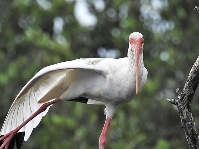 Excuse me, did you make a reservation? This white ibis seems to be conducting inspections of its wetland domain.