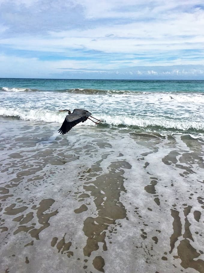 A great blue heron takes flight across gentle waves &ndash; local wildlife showing off with the casual confidence of creatures who call paradise home.