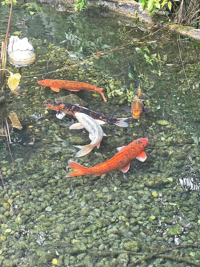 Colorful koi fish glide through crystal-clear waters, adding living brushstrokes to this natural aquatic canvas.