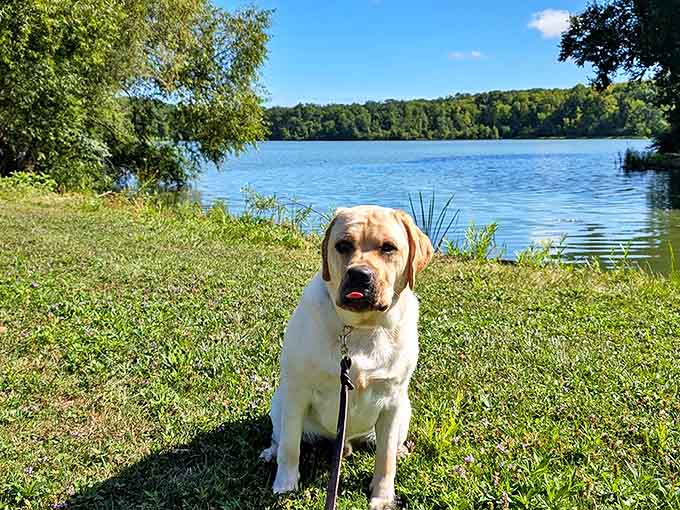 This golden lab seems to be thinking, "Sure, the lake's nice, but have you considered throwing that stick for me?"
