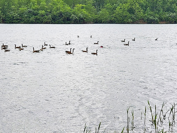 A gaggle of geese adds their own artistic touch to the lake scene, creating nature's perfect photo opportunity.