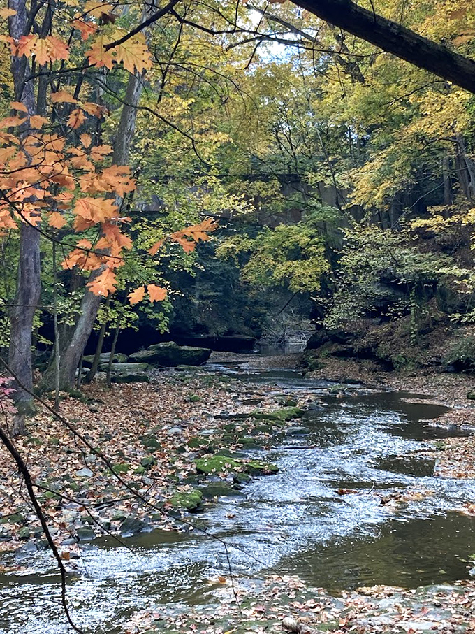 Fall foliage frames the gentle creek, creating a golden tunnel where water whispers secrets to those who pause to listen.