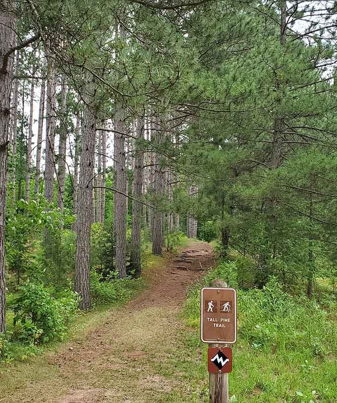 The Tall Pine Trail lives up to its name, where trees tower overhead like nature's own skyscrapers.