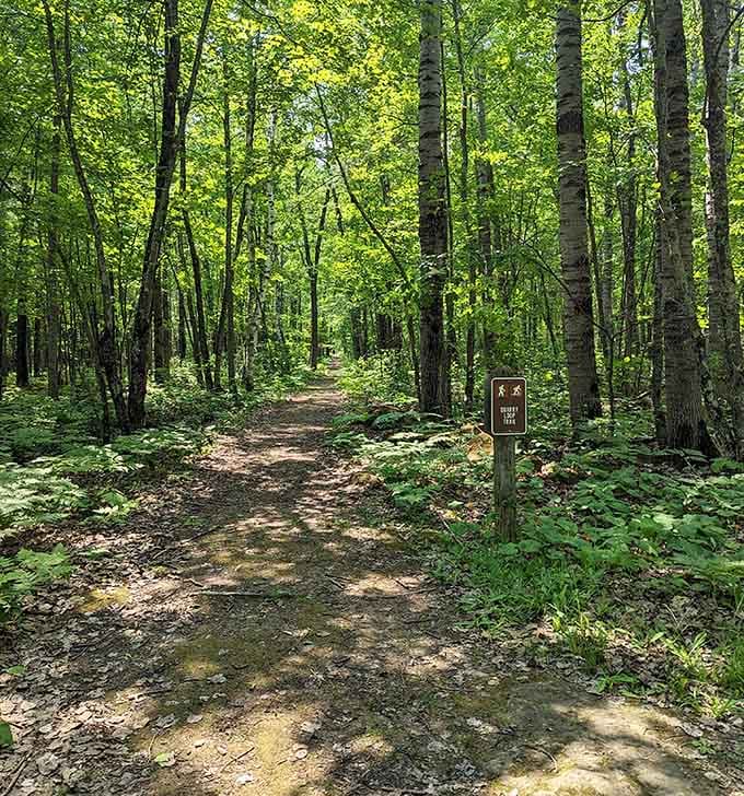 This forest trail beckons hikers with the promise of quiet walks and the kind of peace you can't find in the city.