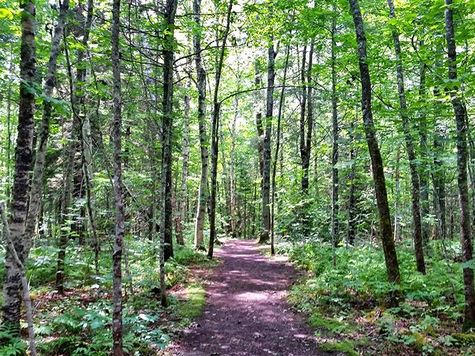 Dappled sunlight filters through the canopy along one of Moose Point's serene forest trails, offering cool respite on summer afternoons.