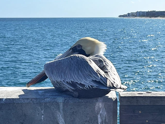 "Paint me like one of your French pelicans." This feathered local strikes a pose while contemplating life's big questions—mainly involving fish.
