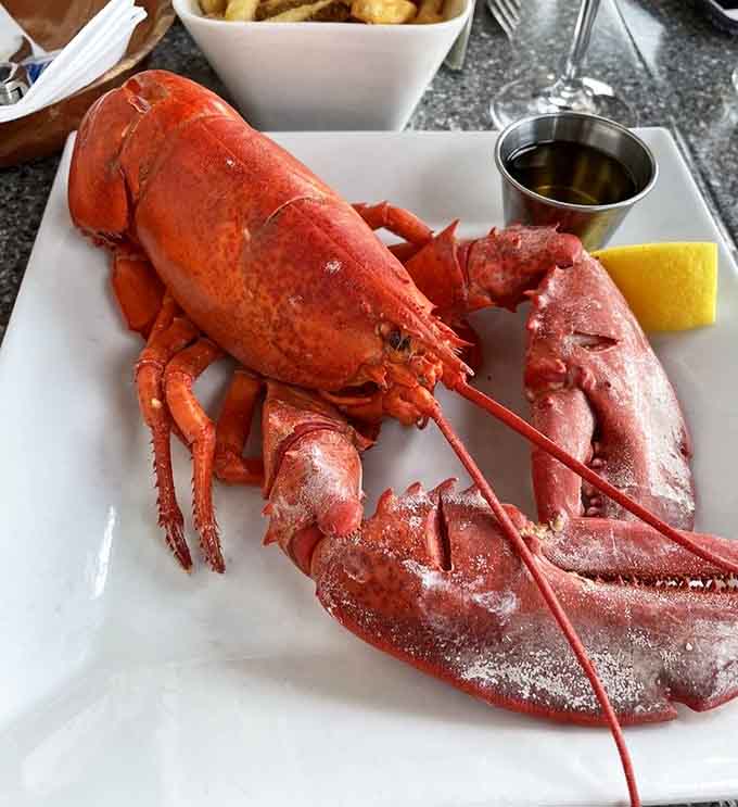 A whole steamed lobster sits majestically on the plate, red and glorious, ready to be cracked into with pure joy.