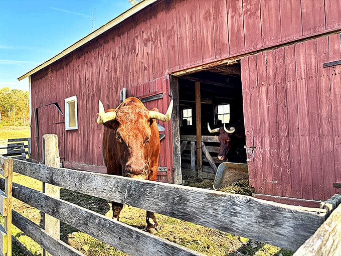 This magnificent red bull looks like he's posing for his dating profile pic. Heritage breeds like this showcase agricultural genetics before corporate farming streamlined everything.