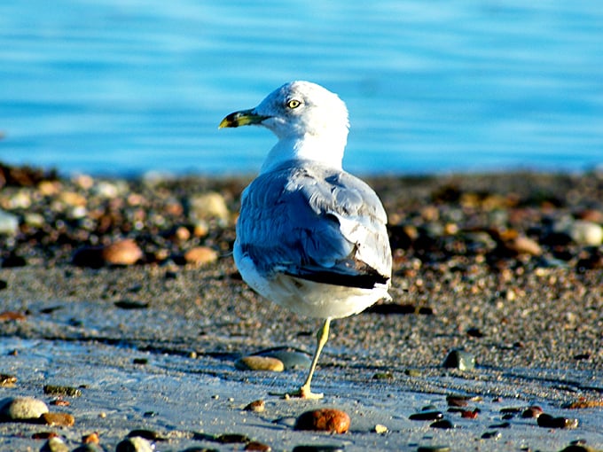 This Ring-billed Gull seems to be judging your fishing technique while contemplating stealing your catch when you're not looking.