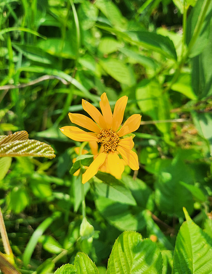 Even the smallest wildflowers demand attention here, their cheerful yellow petals proving that good things really do come in tiny packages.