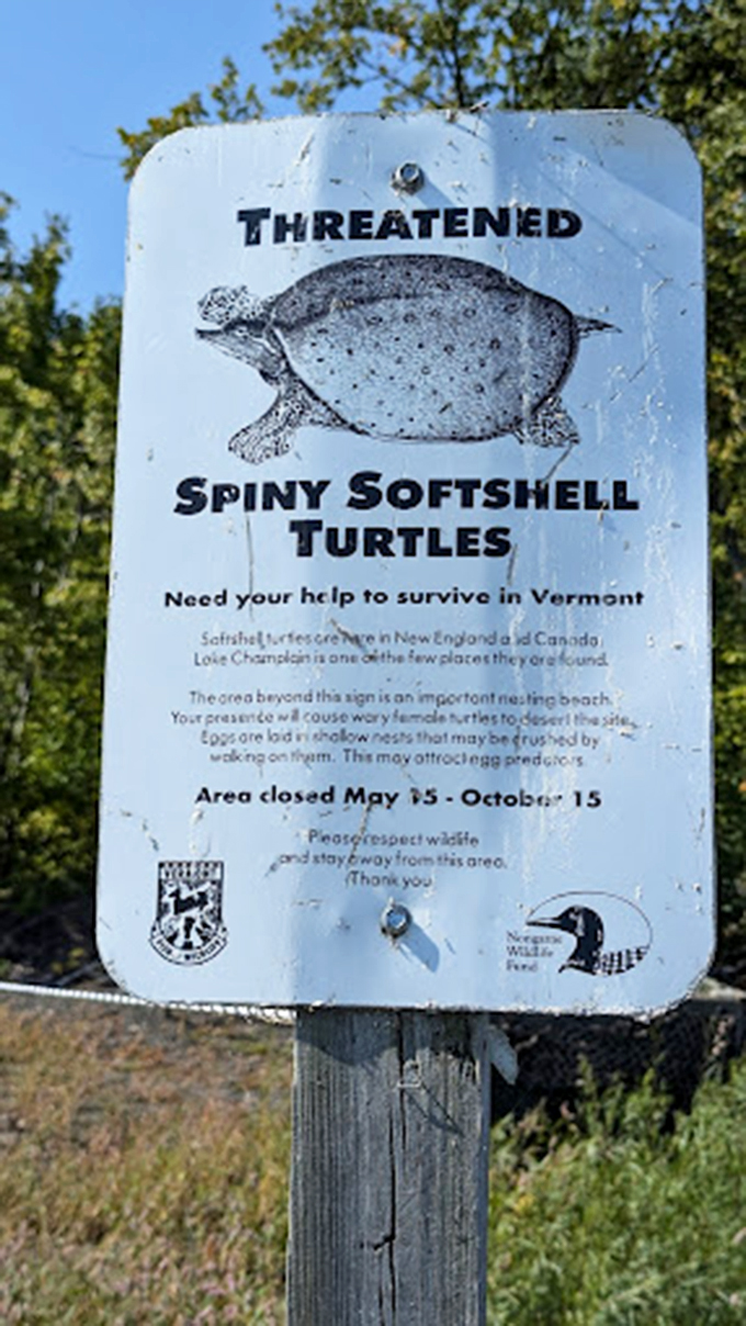 Meet Vermont's shell-ebrity residents&mdash;these threatened softshell turtles are the park's VIP (Very Important Paddlers)