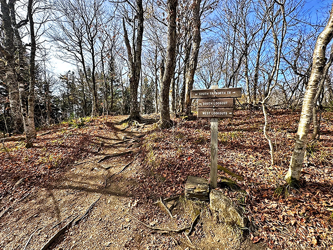 Trail junctions: where hikers pause, pretend to study signs, and secretly catch their breath while "deciding" which path to take.