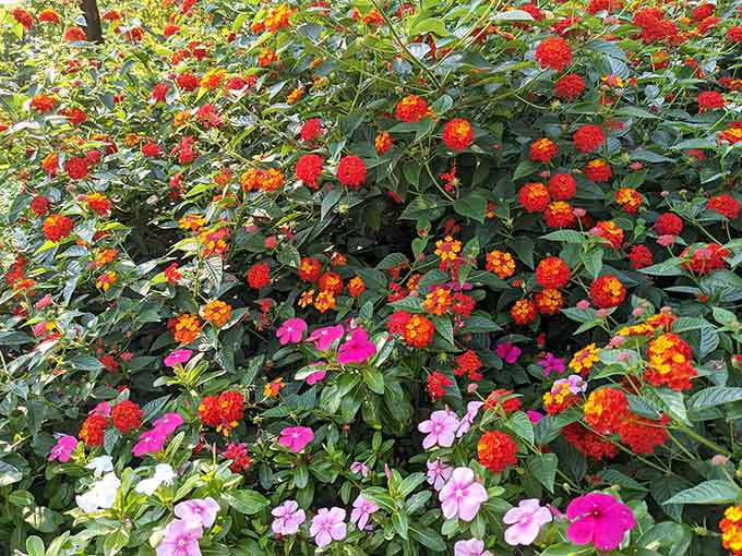 The seasonal flowers add splashes of color that make the green topiaries pop like nature's own Instagram filter, no app required.