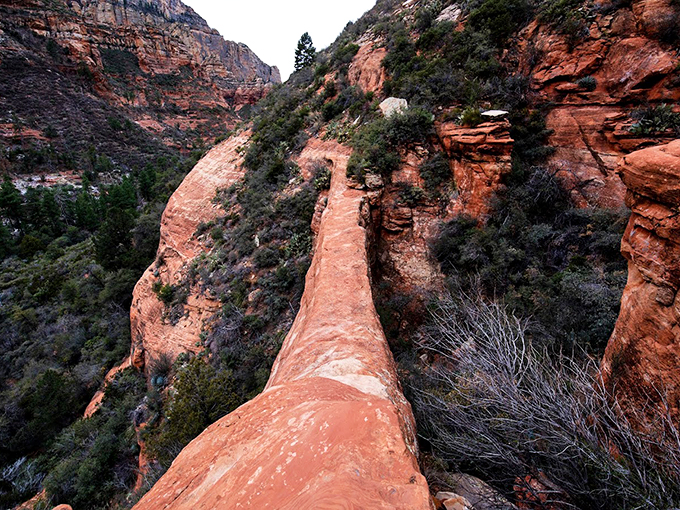 Nestled between crimson cliffs, this verdant valley is Mother Nature's secret garden. It's greener than a kale smoothie convention!
