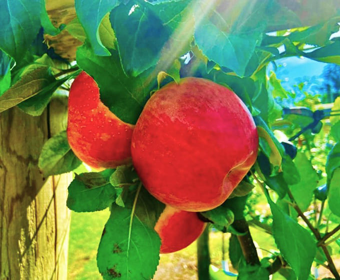 Fresh apples hanging on the tree represent the farm-to-table experience at its most direct, no middleman required for this snack.