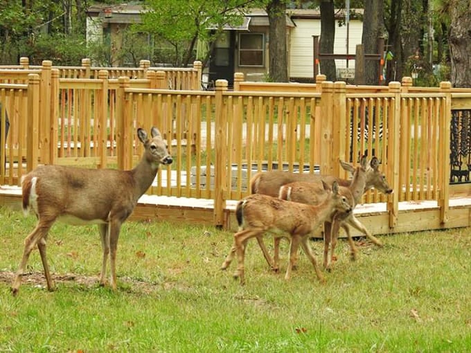 Local deer treat the campground like their personal neighborhood, casually strolling by like they're checking on the new residents.