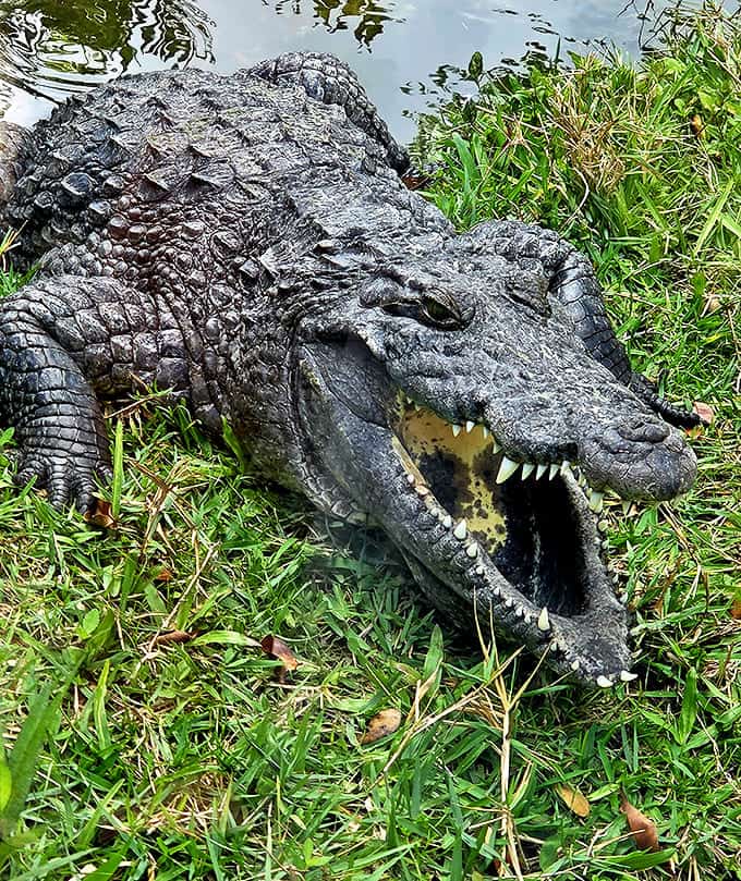 Nature's perfect predator showing off those pearly whites. Dental hygienists everywhere are wondering about his flossing routine.