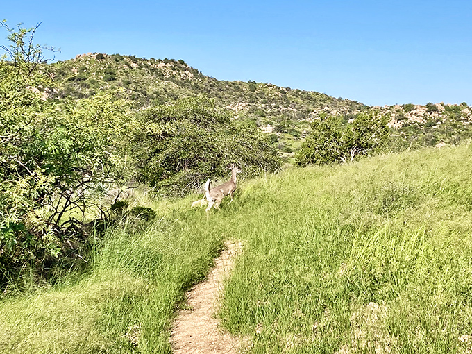"Excuse me, this is my trail!" A mule deer pauses mid-stride, offering that rare magical moment when wild and human worlds intersect.