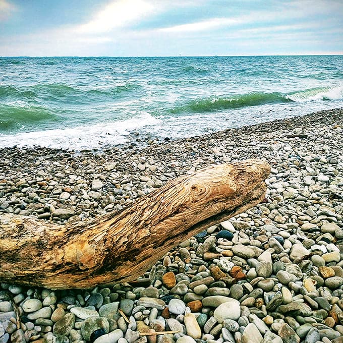 Driftwood sculptures tell silent stories of journeys across Lake Erie, each weathered grain and curve shaped by water, wind, and time.