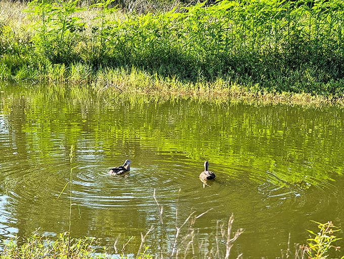 Even the ducks here look like they're on vacation. "No bread, please &ndash; we're watching our carbs."