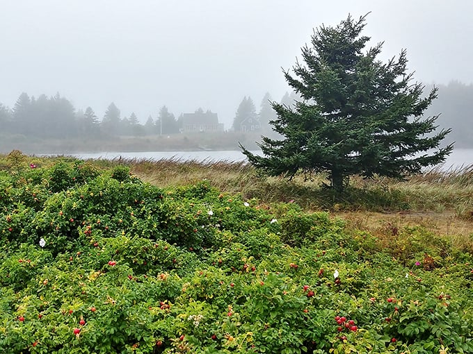 Morning fog embraces coastal cottages and wild rose bushes, creating the quintessential Maine moment that postcards try to capture.