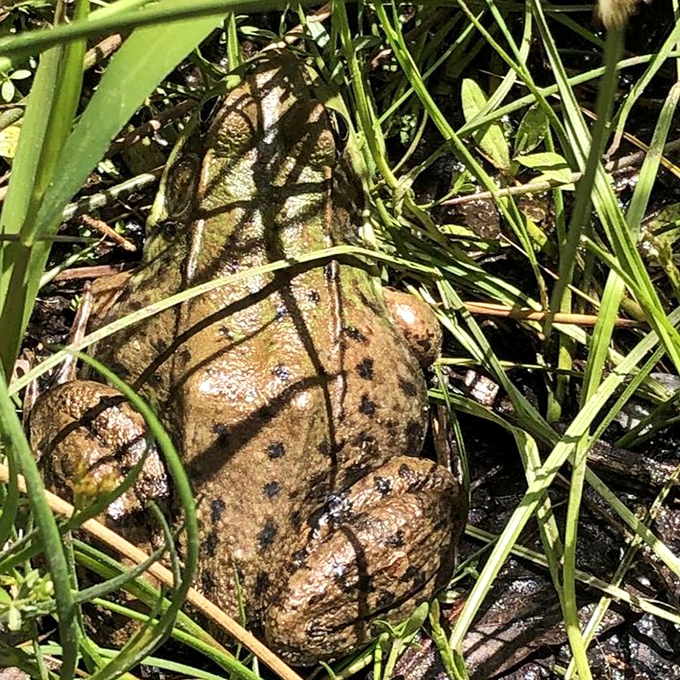 "Excuse me, do you have a moment to talk about pond conservation?" This local resident adds authentic Maine character to the Japanese-inspired setting.