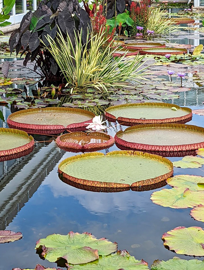 Giant lily pads float like nature's dinner plates in the conservatory's tropical pond&mdash;some growing large enough to support small children!