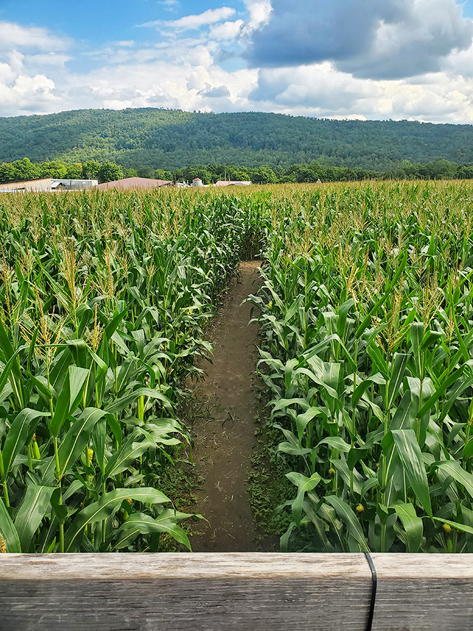 A solitary path stretches between walls of corn, leading somewhere... or nowhere. In this maze, even straight lines can't be trusted.