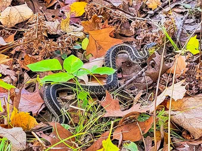 Wildlife encounters add excitement to the hike &ndash; this garter snake reminds us we're guests in nature's living room.