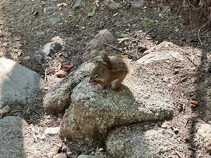 This little mountain resident pauses mid-snack, clearly wondering why you didn't bring trail mix to share with the locals.