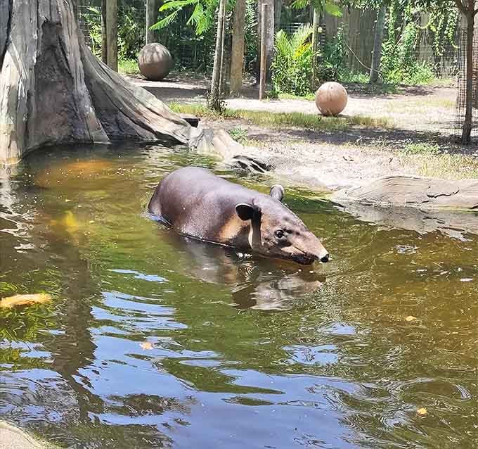 The tapir, nature's answer to the question "What if we combined an elephant, a pig, and a really good swimmer?"