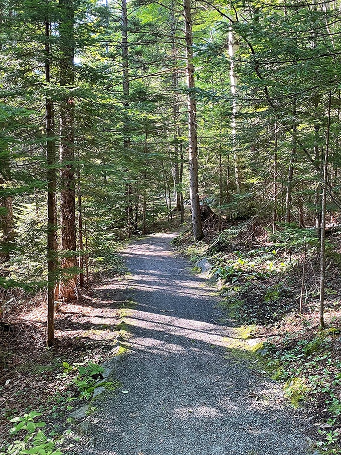 Follow the winding path through Brighton's forest cathedral, where dappled sunlight creates nature's stained glass effect on the forest floor.