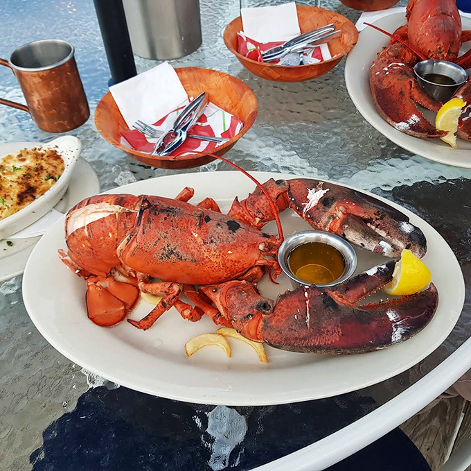 The lobster looks like it's posing for a seafood calendar &ndash; all crimson glory and sweet meat waiting to meet melted butter.