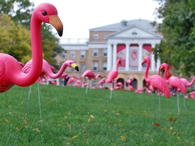 Flock star alert! Pinkie's bringing tropical vibes to the Midwest. It's like Florida decided to vacation in Wisconsin &ndash; and stayed!