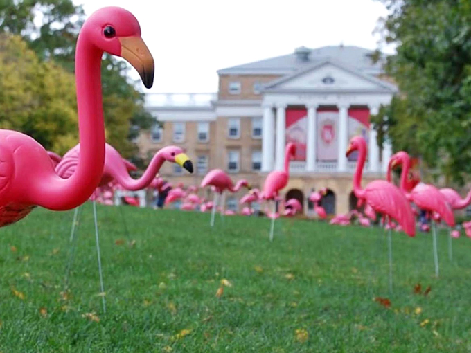 Flock star alert! Pinkie's bringing tropical vibes to the Midwest. It's like Florida decided to vacation in Wisconsin &ndash; and stayed!