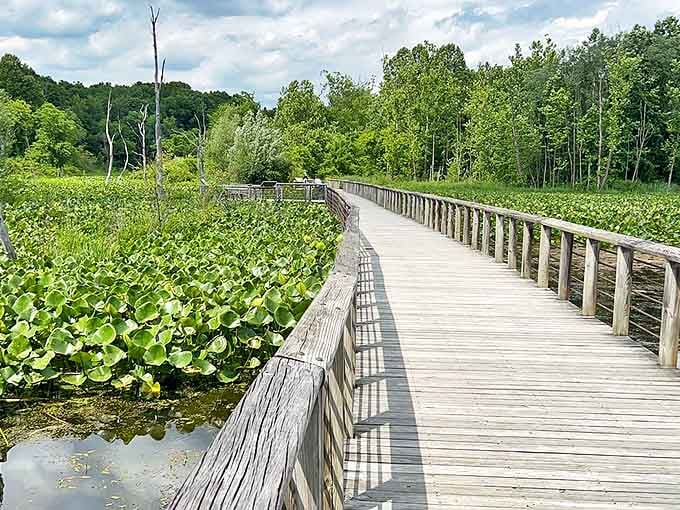 Beaver Marsh Nature's boardwalk invites explorers to witness the remarkable ecosystem created by nature's most industrious engineers.