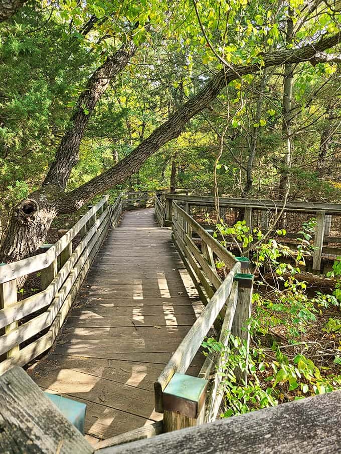 The boardwalk leads you deeper into the park's beauty, making exploration accessible even for those who prefer solid footing.