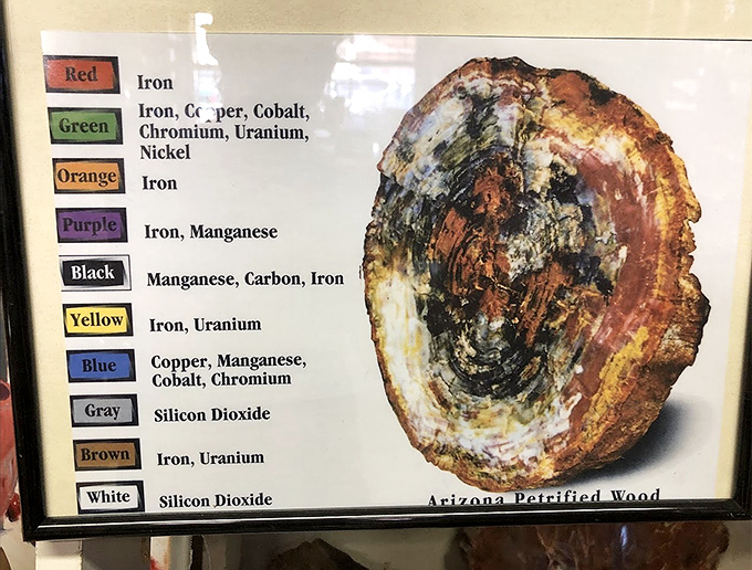 Nature's chemistry lesson: a helpful chart reveals how ordinary elements create extraordinary colors in petrified wood.