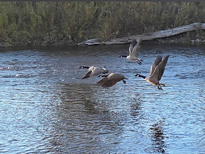 Canada geese perform their synchronized flying ballet over the river &ndash; nature's original formation team showing how it's done.