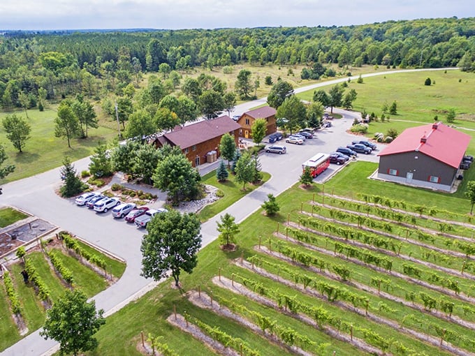 Vineyard rows stretch toward the horizon, promising future bottles of happiness that pair perfectly with sunset views and good company.