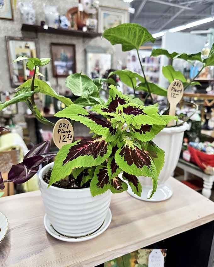 These vibrant houseplants bring life to the vintage surroundings, proving that some treasures don't need to be antique to be valuable.