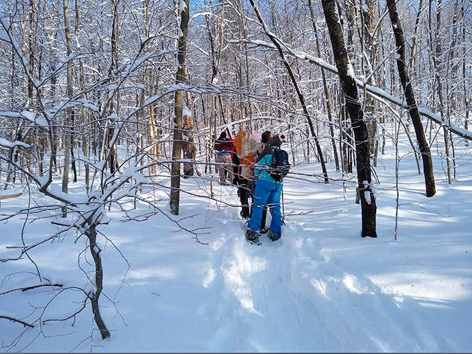 Winter explorers forge new paths through snow-blanketed woods, discovering the special silence that only comes when nature dons its white coat.