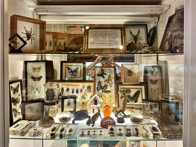 Meticulously arranged insect and butterfly specimens demonstrate the museum's commitment to natural history alongside cryptid investigation.