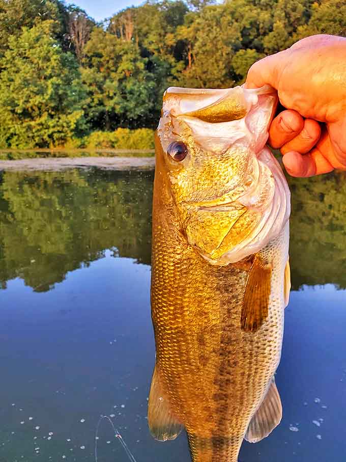 A trophy bass moment at Lake Logan &ndash; the kind of catch that creates fishing stories that grow bigger with each telling.