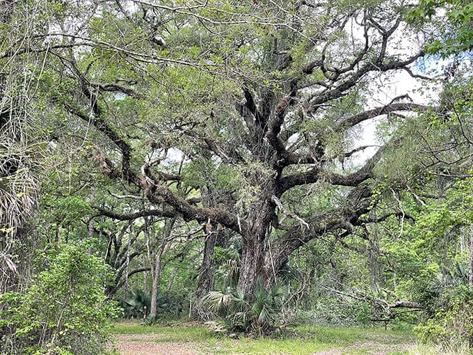 Ancient trees stand as living monuments to time, their gnarled branches and massive trunks telling stories that span centuries of Florida history.