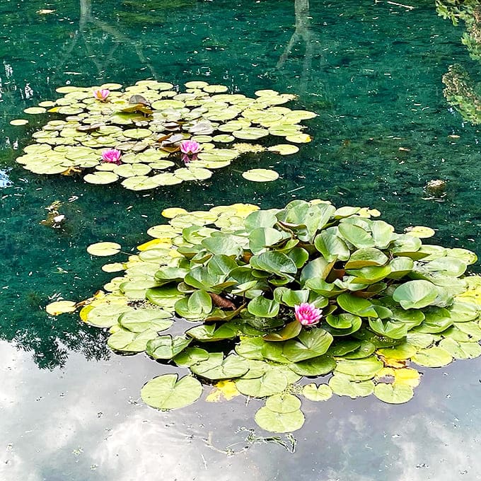 Water lilies dot the surface like nature's own pointillist painting, adding splashes of pink to the reflective blue canvas.