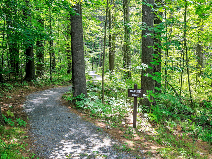 A gentle path winds through towering pines, offering an enchanting escape into Vermont's emerald wilderness.