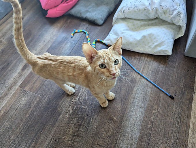 This ginger tabby seems to be contemplating life's big questions &ndash; or possibly just calculating the perfect pounce on that feather toy.