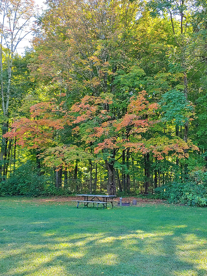 This picnic table waits beneath a maple beginning its autumn transformation, promising dining with a view no restaurant could match.